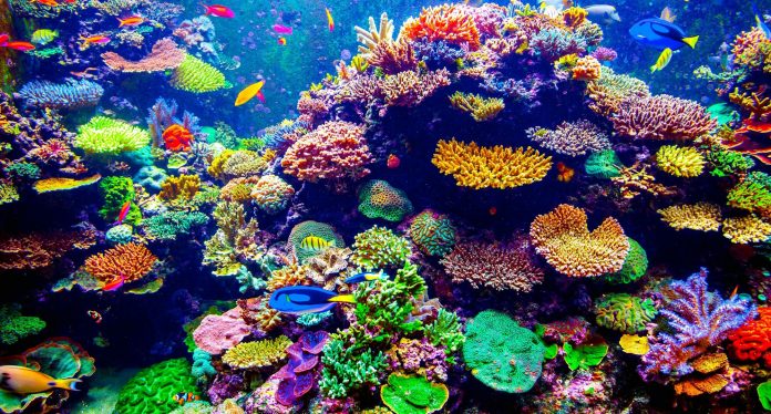 Beautiful Underwater Universe of the Great Barrier Reef - Journey the ...