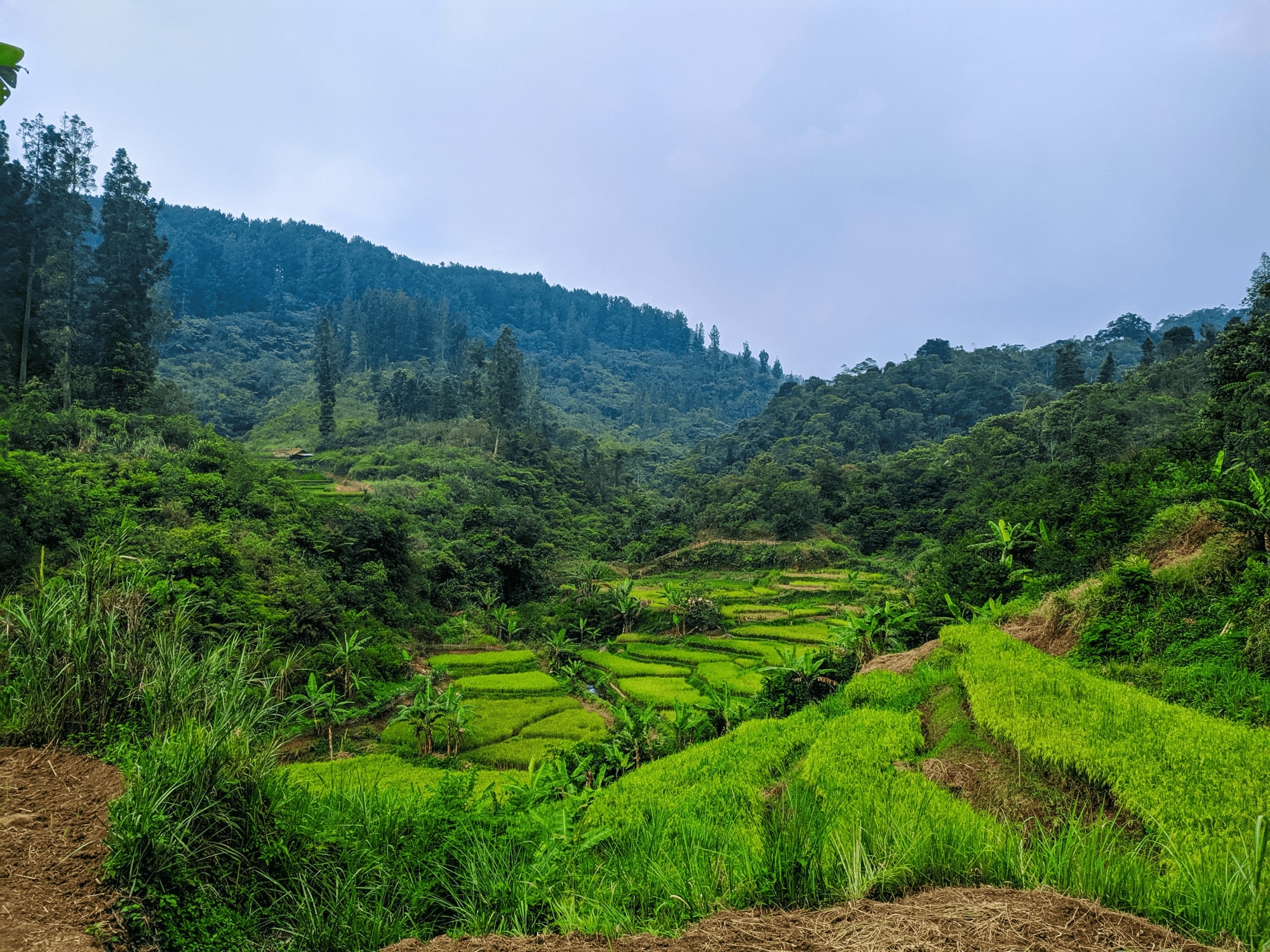 Visit the Tropical Paradise of Mount Gede Pangrango National Park ...