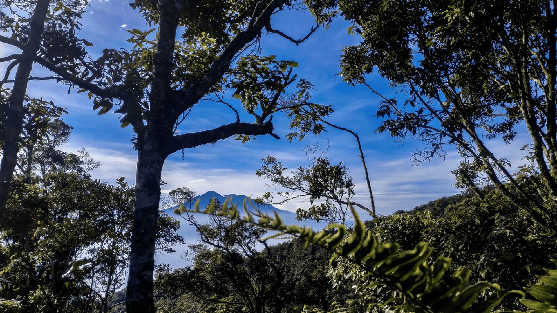 Visit the Tropical Paradise of Mount Gede Pangrango National Park ...